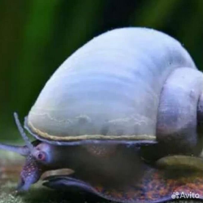 Улитка голубая ампулярия