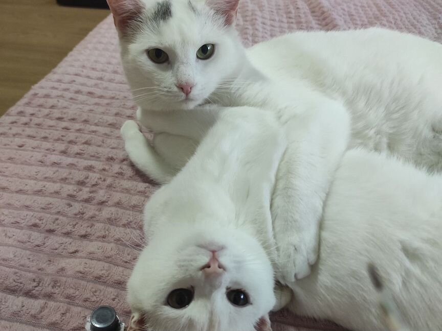 Кошки в добрые руки