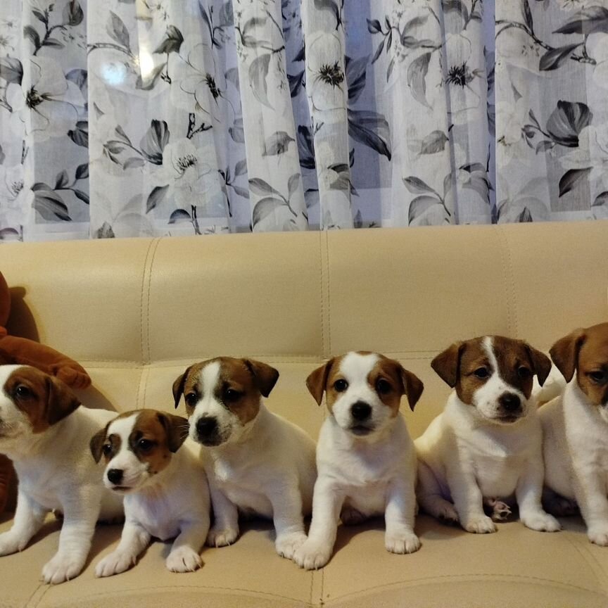 Щенки джек Рассел терьер