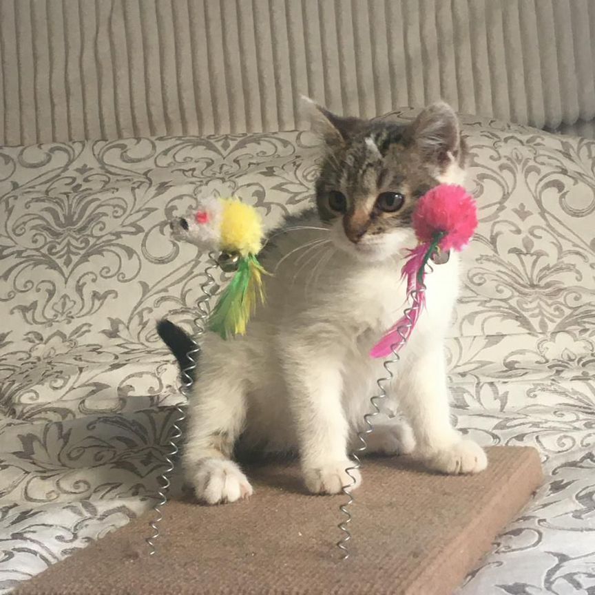 Котенок девочка