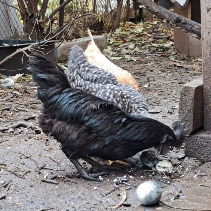 Петух ухейилюй