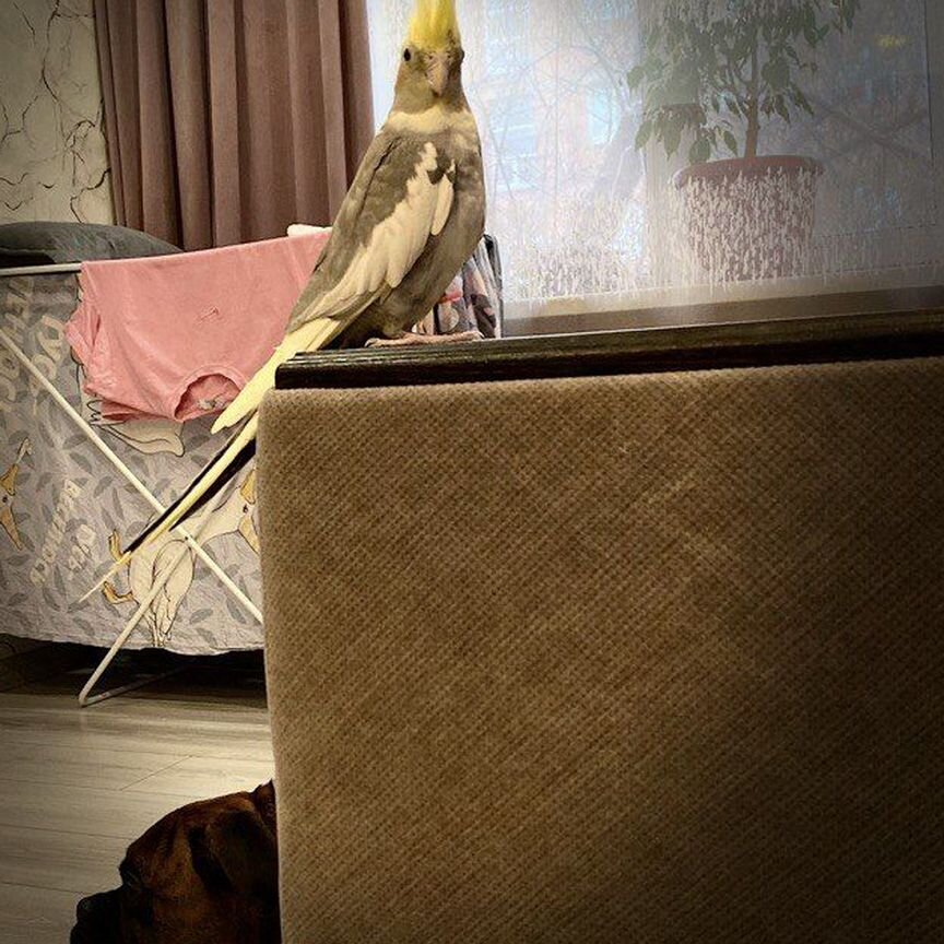 Попугай корелла мальчик