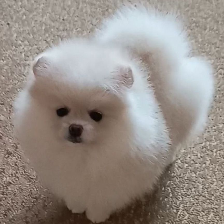 Щенок шпица девочка