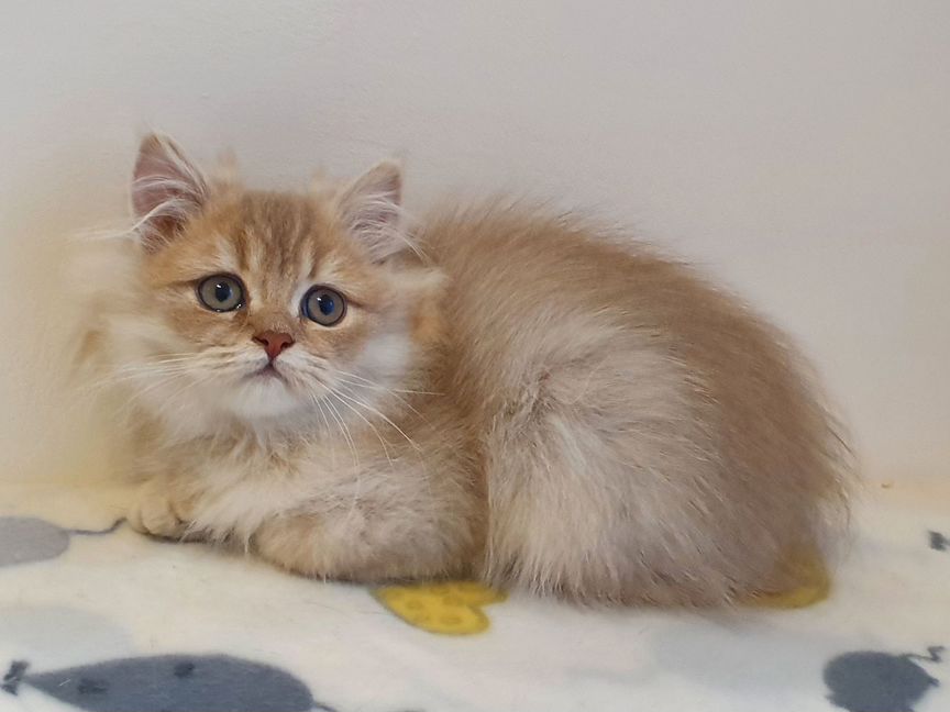 Фиона - лиловая золотистая затушёванная кошка