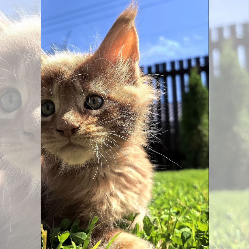Мейн-кун котёнок