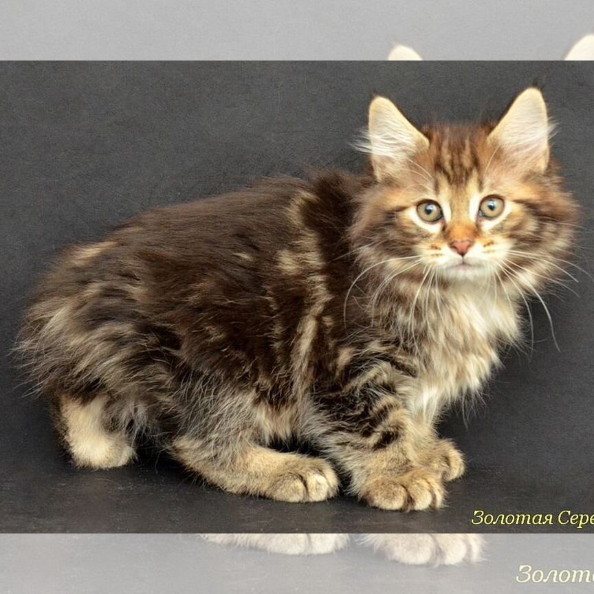 Курильский бобтейл длинношёрстный котёнок