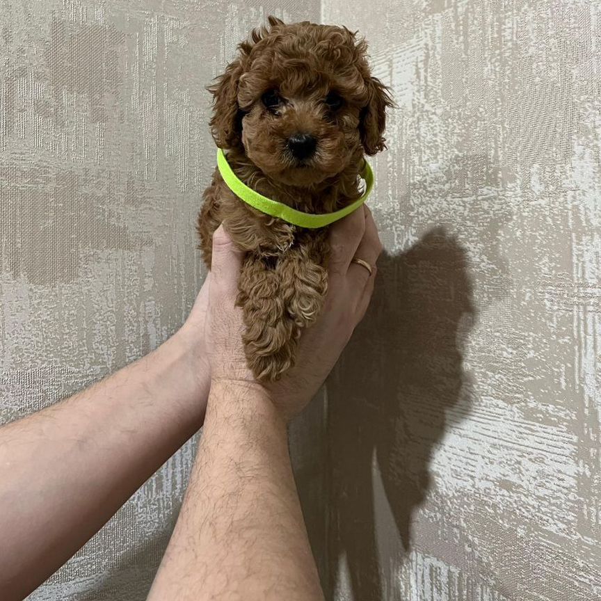 Той-пудель, щенок