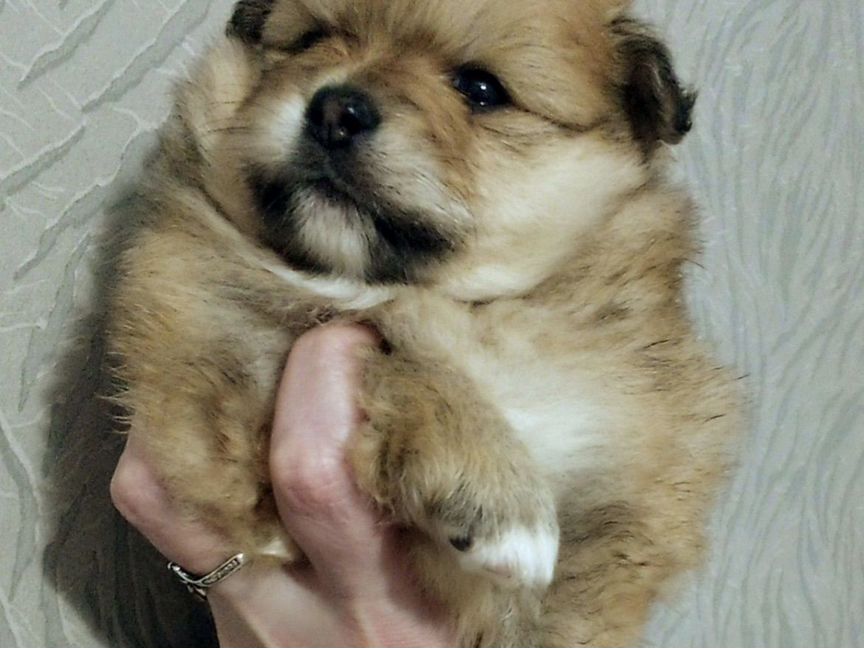 Щенки шпица