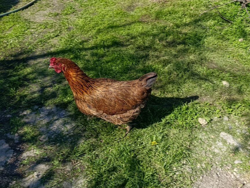 Куры домашние на мясо отдам