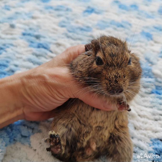 Взрослый дегу в добрые руки