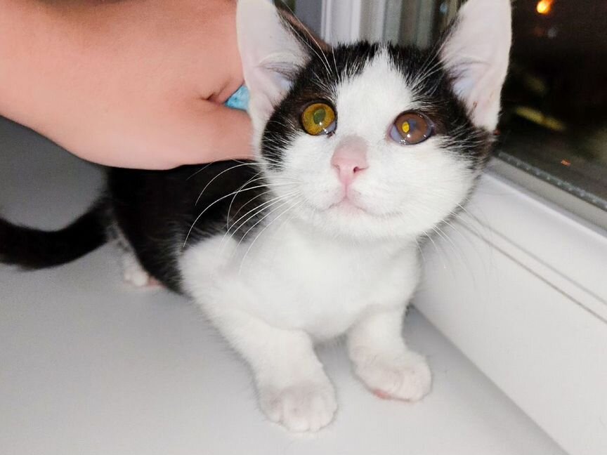 Котёнок Красавчик