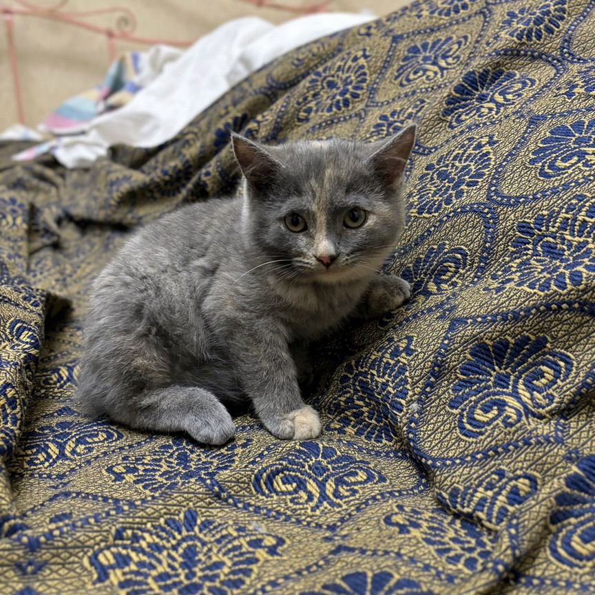 Котенок девочка