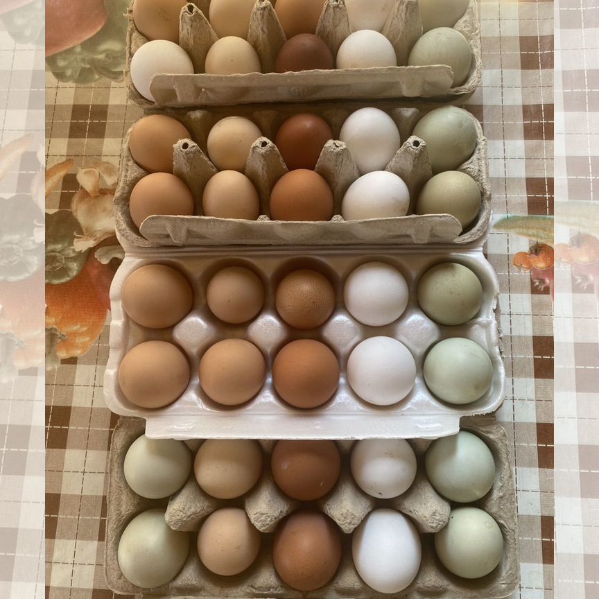 Домашние куриные яйца
