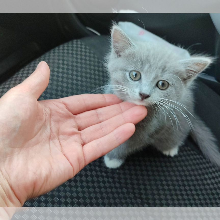 Котёнок в добрые руки