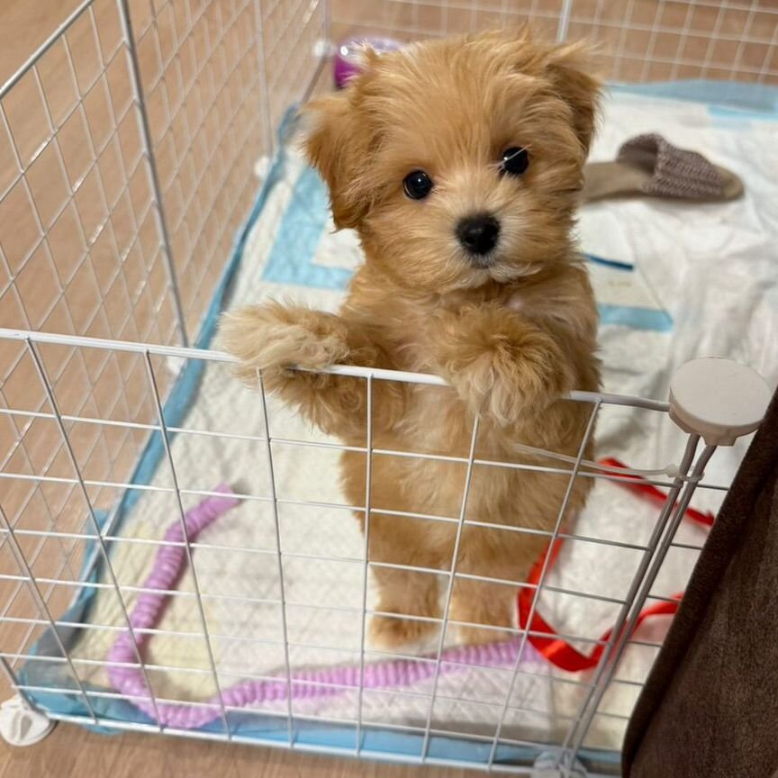 Мальтипу, щенок