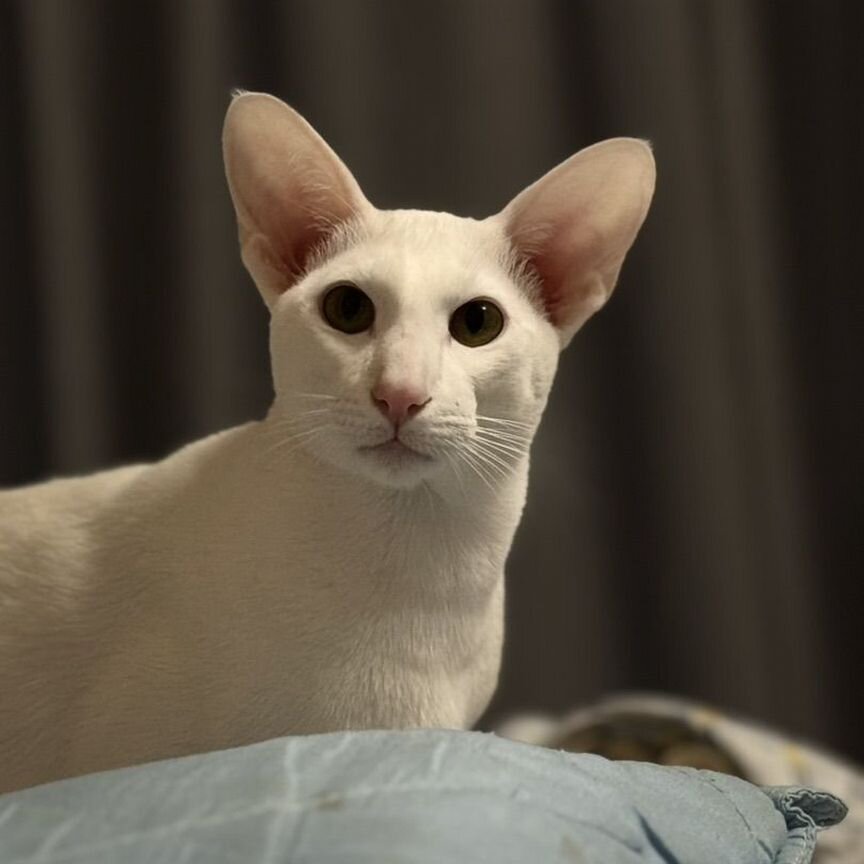 Кот на случку