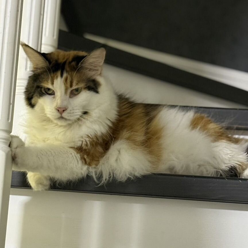 Мейн-кун, взрослая кошка