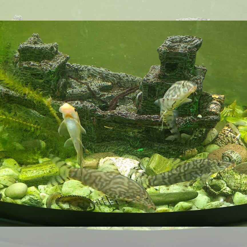 Боция мраморная