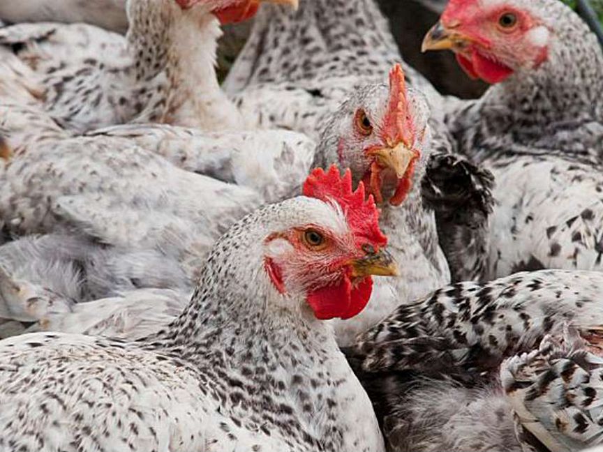 Куры молодки