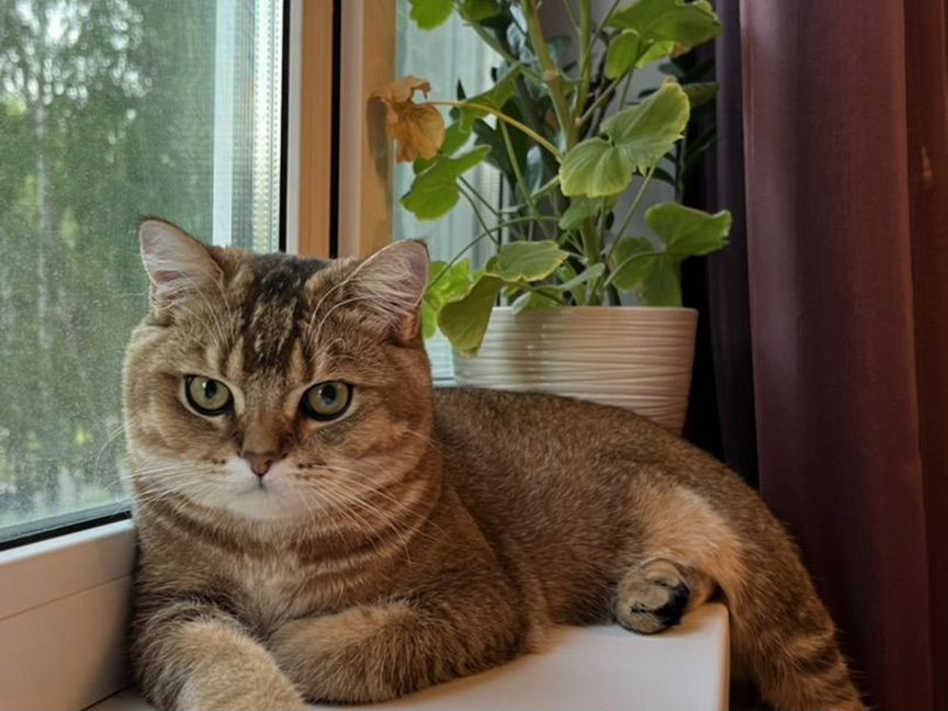 Вязка шотландский кот золотой шиншилла