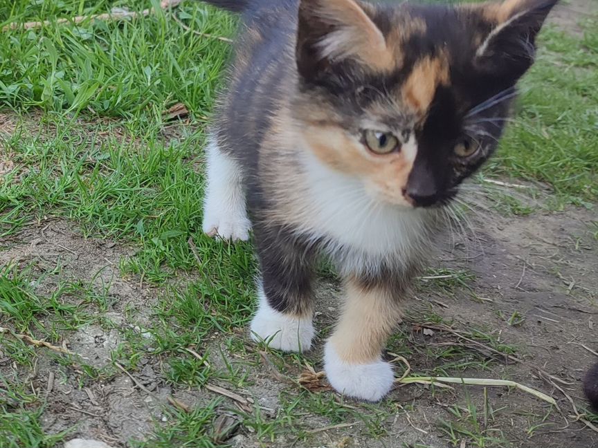 Котенок