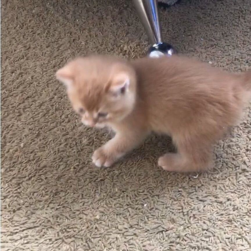 Шотландский котик