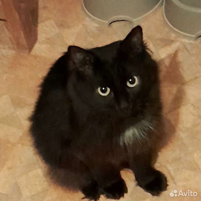 Ручной черный котик с белым жабо