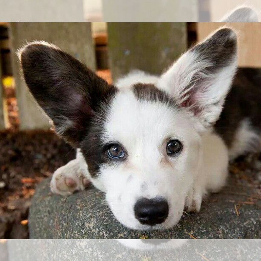 Вельш Корги Кардиган, щенок