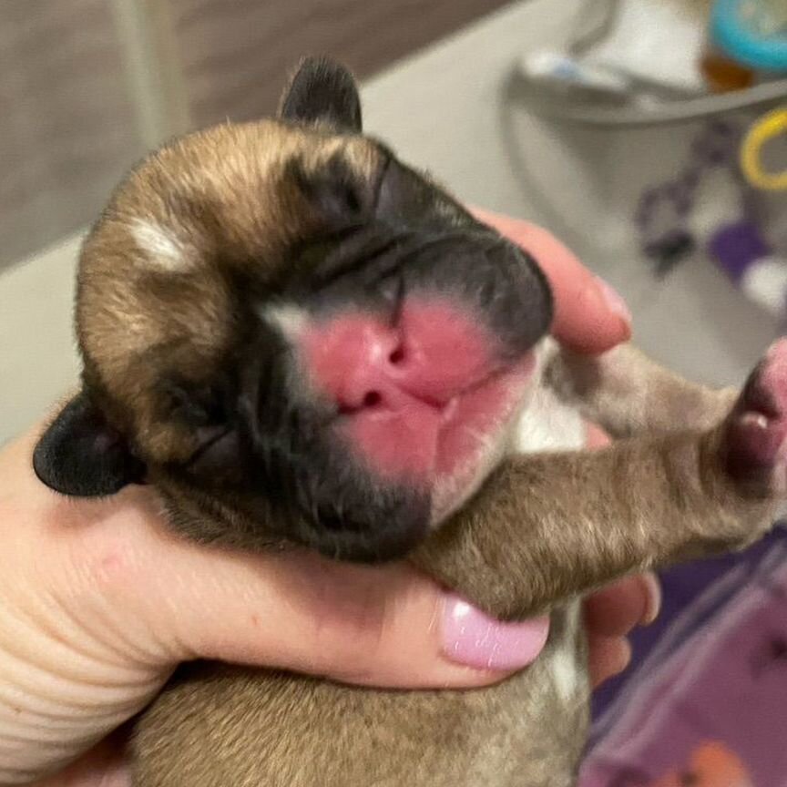 Продам щенков французкого бульдога