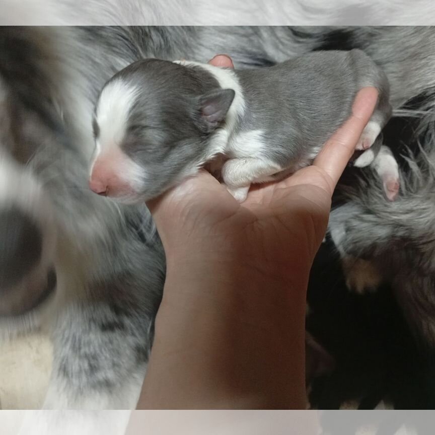 Бордер-колли, щенок