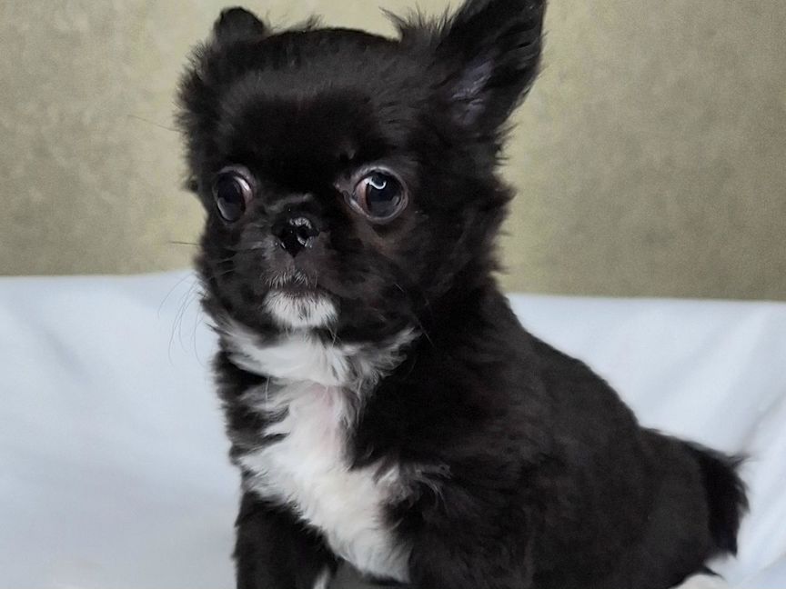 Щенки чихуахуа