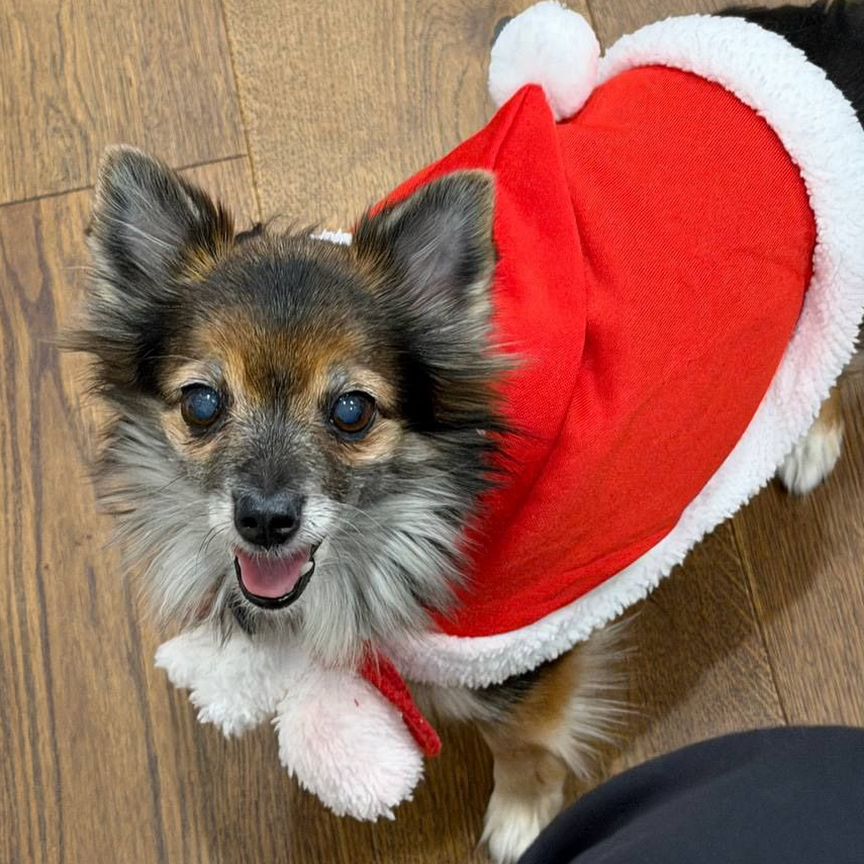 Новогодний костюм для собак и кошек