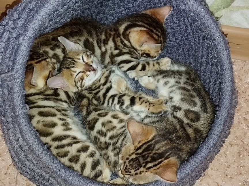 Бенгальские котята