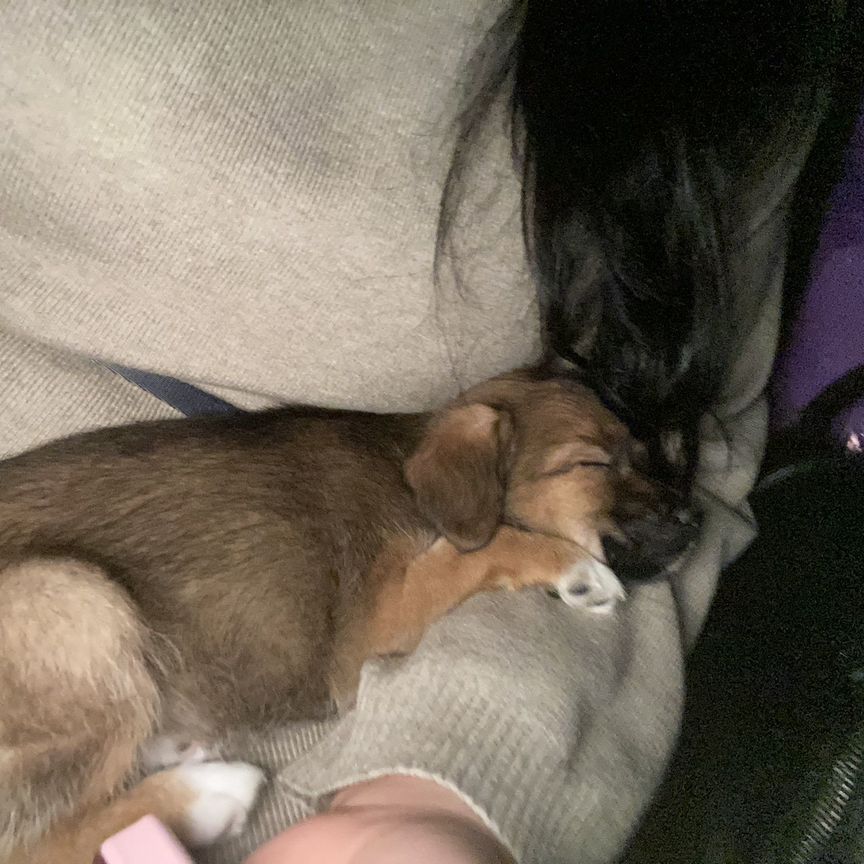 Щенок в добрые руки