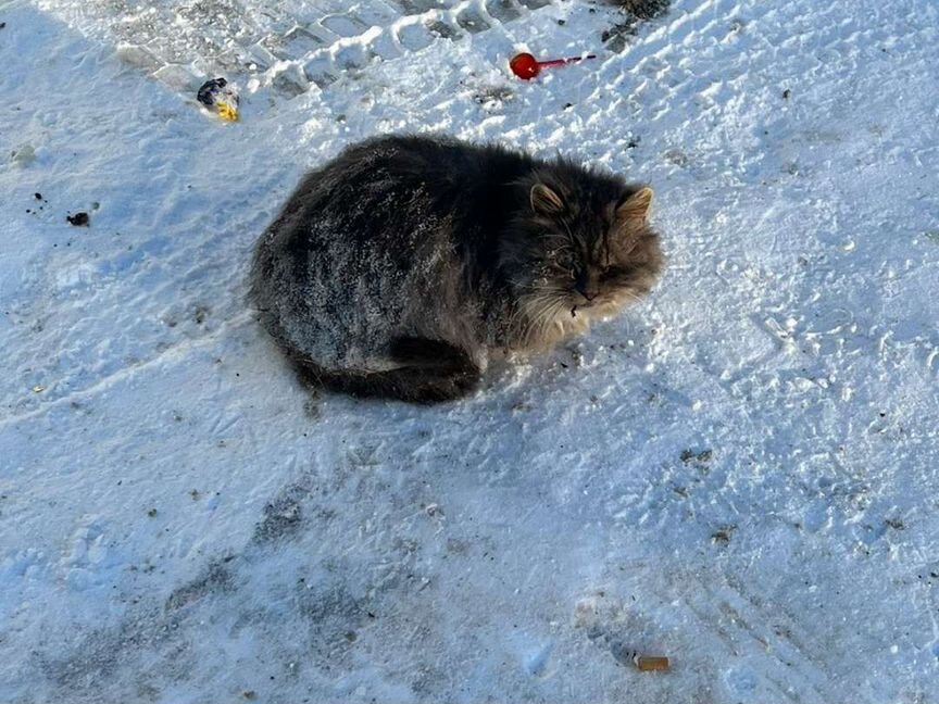 Кошка может погибнуть на морозе часов за 6 всего