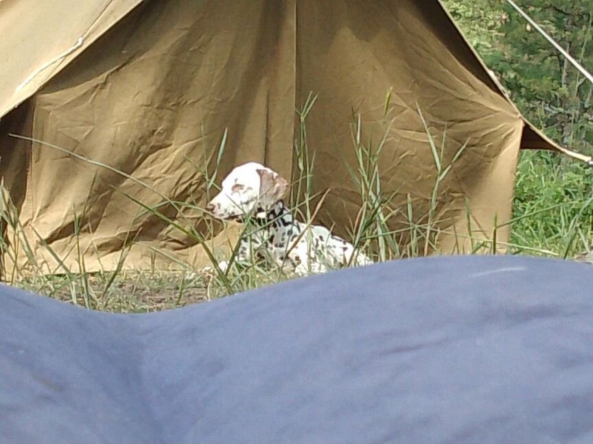 Отдам в добрые руки