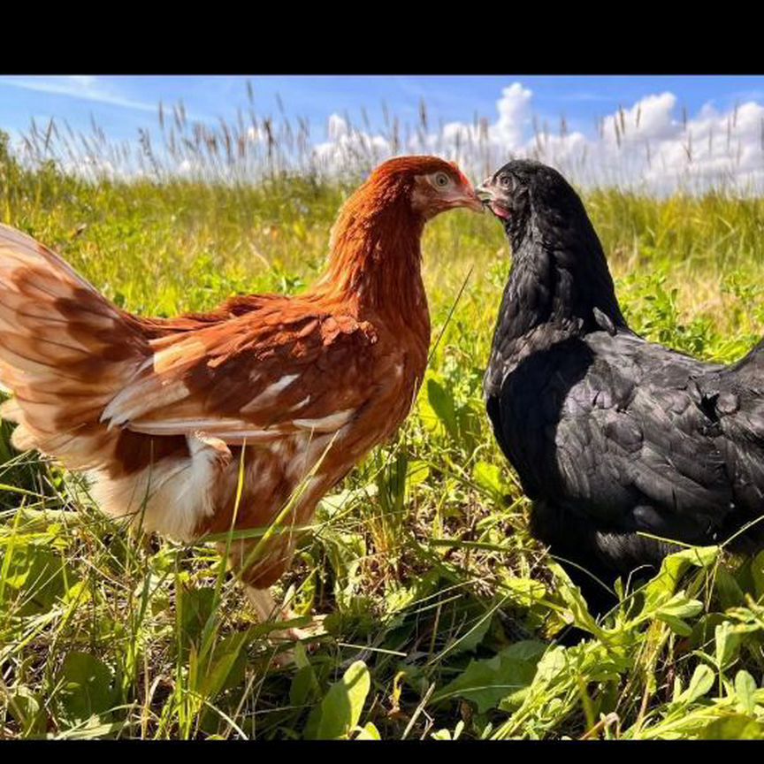 Куры молодки доминант