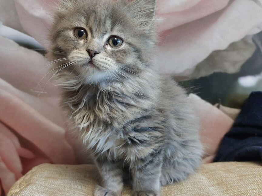 Продам котёнка в хорошие руки