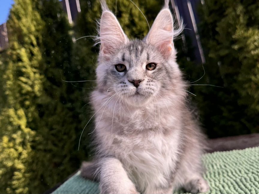 Мейн-кун котик 3,5 месяца
