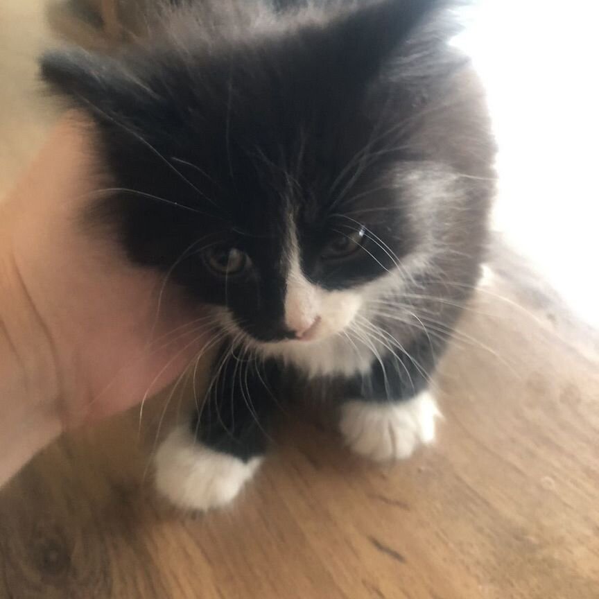 Котятки бесплатно