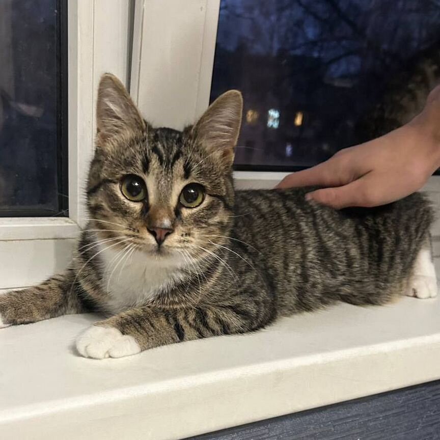 Котёнок в добрые руки