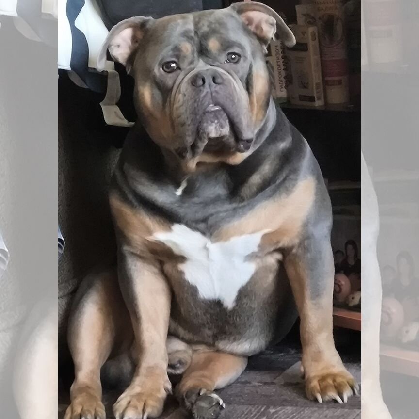 Американский булли, вязка