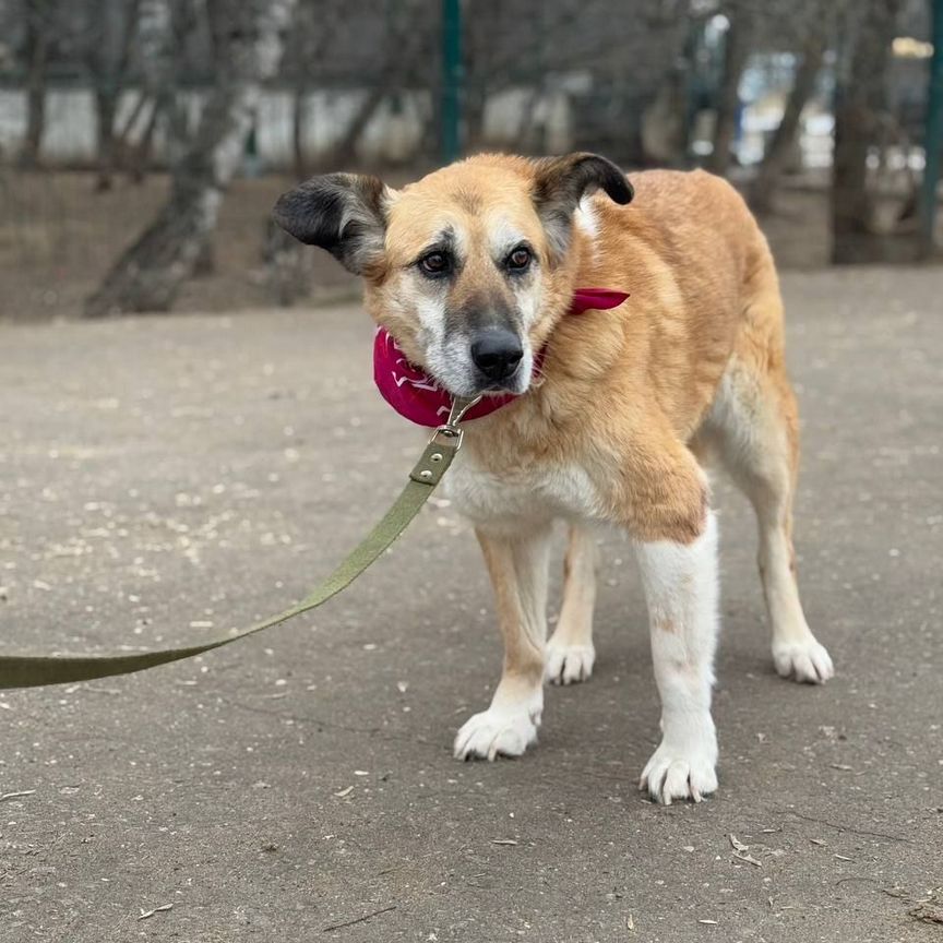 Собака в добрые руки