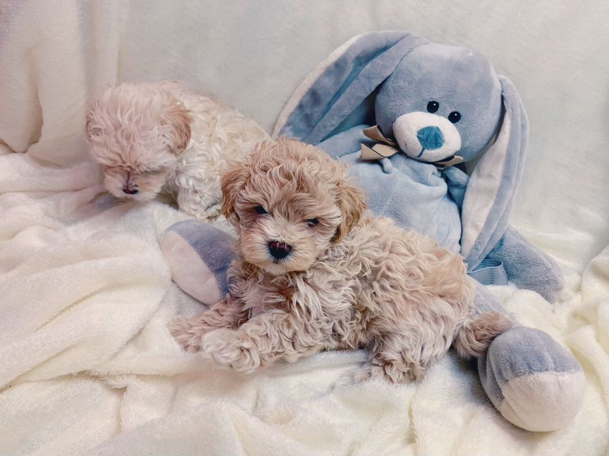 Щенки мальтипу f1 мини