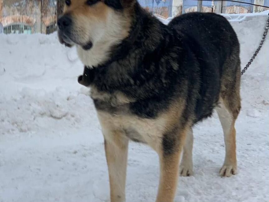 Собака Тайсон в добрые руки