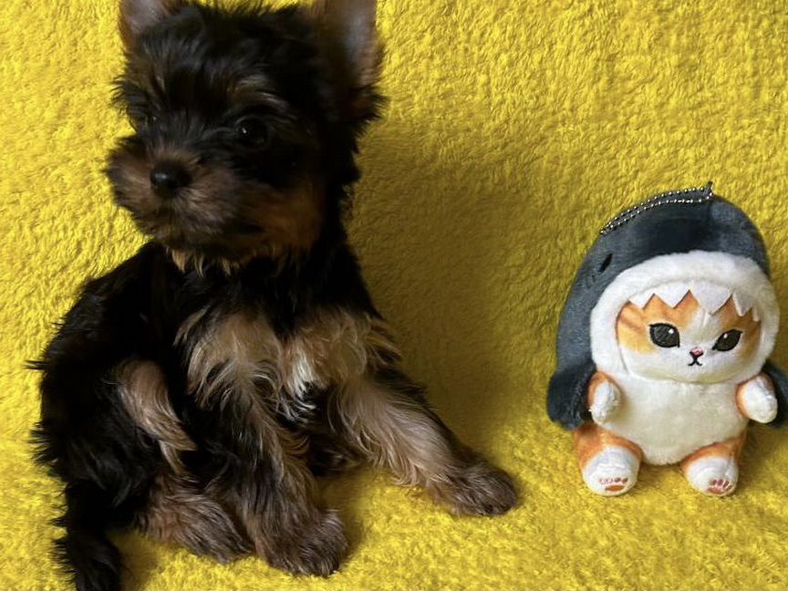 Щенки йокширского терьера РКФ