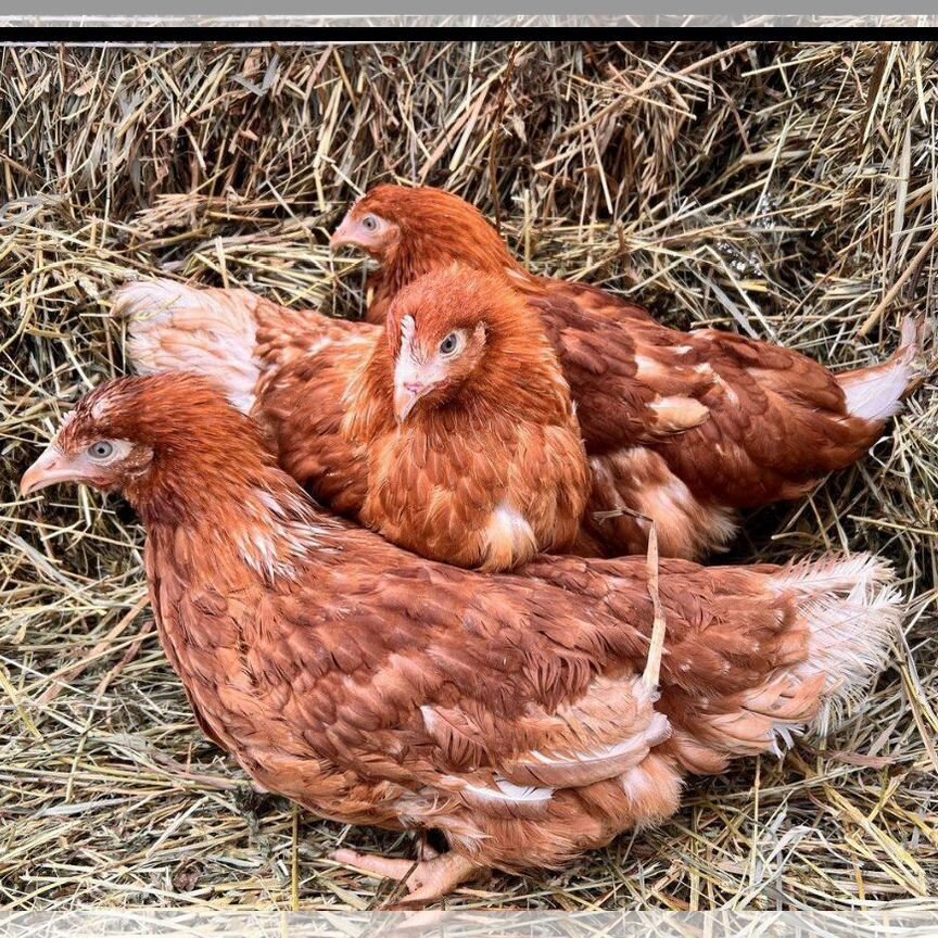 Ломан Браун молодки 2,5месяца.Запись на апрель