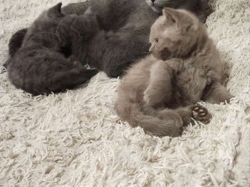 Продам британского котёнка, темного цвета