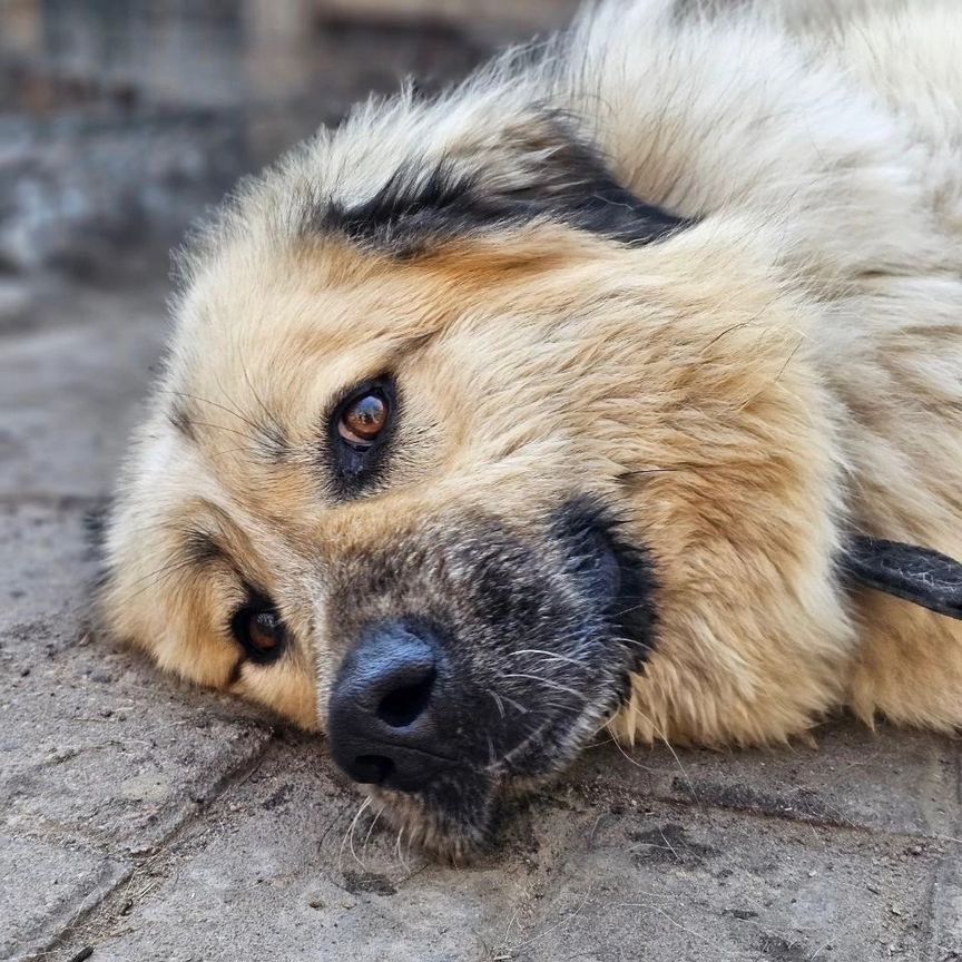 Молодой пёс Конор ищет дом