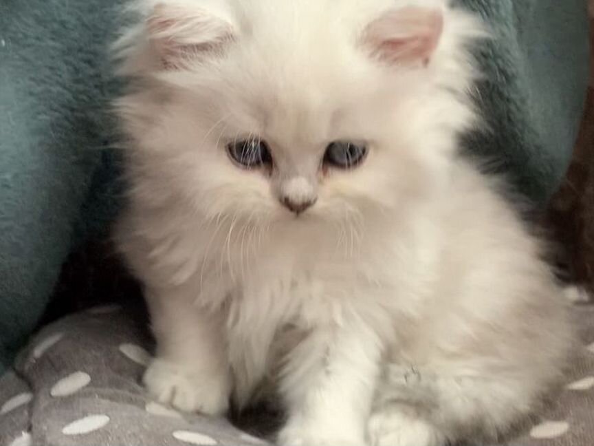 Кошечка Шанель. Серебристая шиншилла